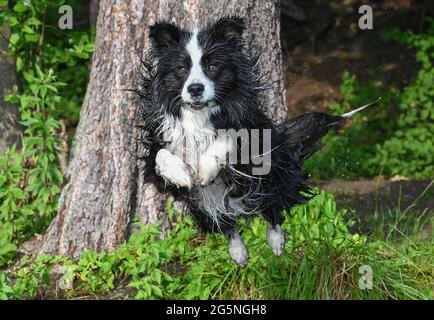 Treplin, Germany. 28th June, 2021. A border collie jumps into the water ...