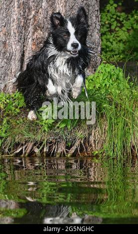 Treplin, Germany. 28th June, 2021. A border collie jumps into the water ...