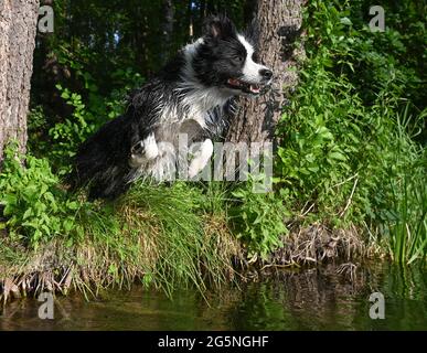 Treplin, Germany. 28th June, 2021. A border collie jumps into the water ...