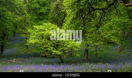 Kinclaven Bluebell Woods, Perthshire, Scotland, UK Stock Photo - Alamy