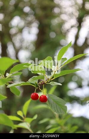 Bonn Germany June 2021 red flowering peony against green background in ...