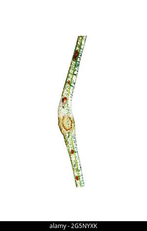 Ficus elastica tree Stock Photo - Alamy