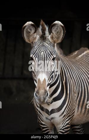 Grévy's zebra or royal zebra (Equus grevyi) It is the largest zebra ...