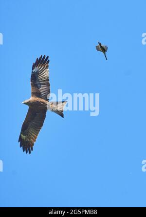 bird thrush chasing a kite Stock Photo - Alamy