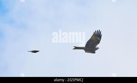 bird thrush chasing a kite Stock Photo - Alamy