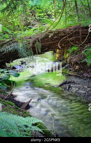 Log crossing a stream Stock Photo - Alamy