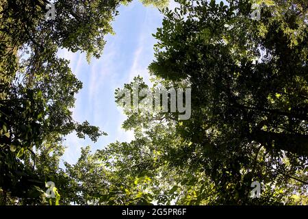 leaf and flower of the tree and sky background Stock Photo - Alamy