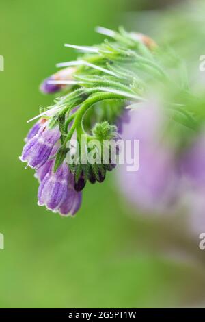 Comfrey knitbone Symphytum officinale clusters of yellow bell shaped ...