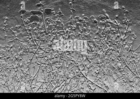 Numerous Rose Campion Flowers in a Garden Stock Photo - Alamy