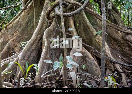 Ficus trees thrive in the Peruvian Amazon Stock Photo - Alamy