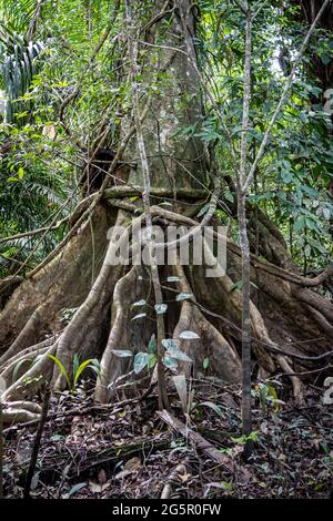 Ficus trees thrive in the Peruvian Amazon Stock Photo - Alamy