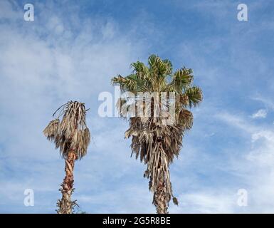Sabal Palm trees in Alachua, Florida afflicted with Lethal Bronzing ...