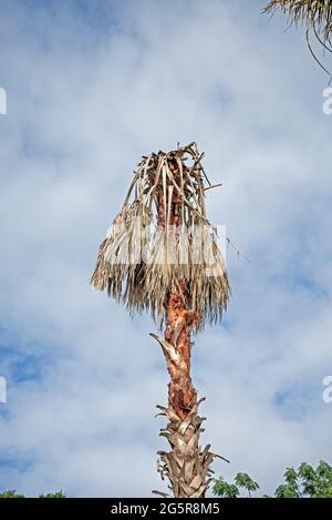 Sabal Palm trees in Alachua, Florida afflicted with Lethal Bronzing ...