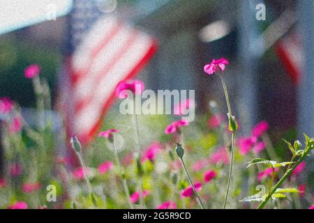 Numerous Rose Campion Flowers in a Garden Stock Photo - Alamy