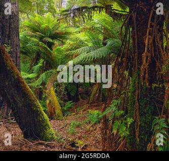 Forest of Australia, consisting mainly of various types of eucalyptus ...