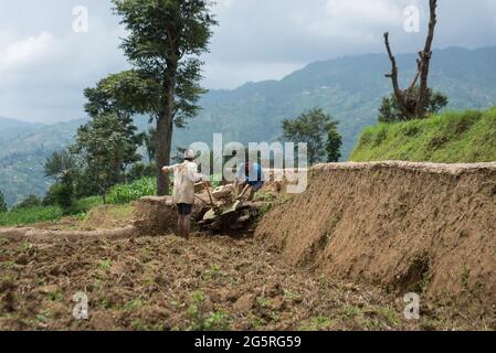 Kathmandu, Nepal. 29th June, 2021. Nepalese Farmers prepare rice ...