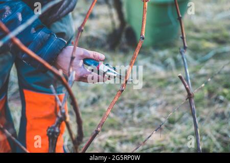 man with scissors cutting vineyard plants Stock Photo - Alamy