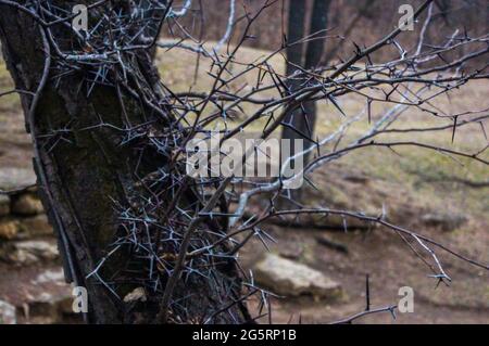 Tree with big thorns Stock Photo - Alamy