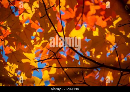 Fall Leaves Color Trees Foilage Stock Photo - Alamy