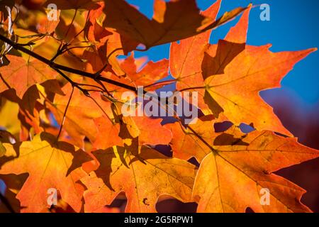 Fall Leaves Color Trees Foilage Stock Photo - Alamy