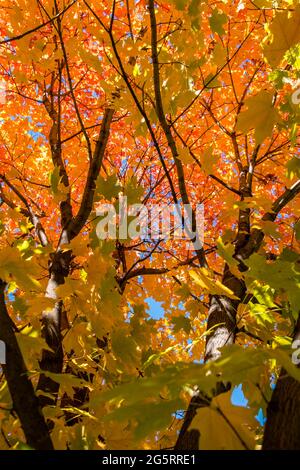 Fall Leaves Color Trees Foilage Stock Photo - Alamy