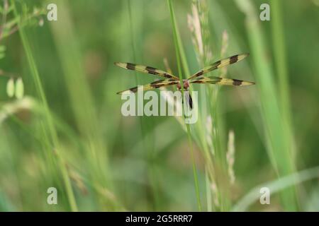 Dragonfly flying on the background of yellow flower Garofano d'India ...