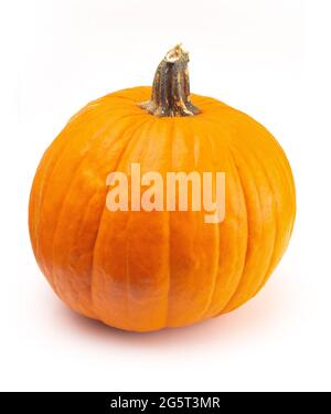 A Single Large Orange Pumpkin on a White Background Stock Photo - Alamy