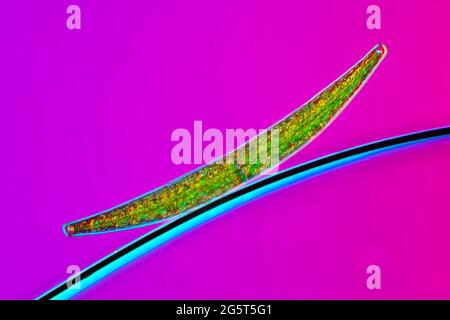 Closterium (Closterium spec.), light microscope image, colour-DIC ...
