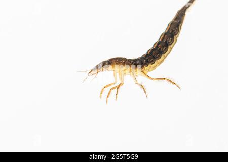 Thick-horned Dytiscus (Dytiscus dimidiatus), larva, cut-out, Germany ...