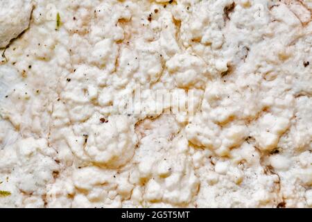White Slime Mould, False Puffball, Enteridium lycoperdon ...