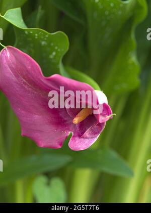 Closeup of Zantedeschia 'Red Charm' CALLA LILY Stock Photo - Alamy