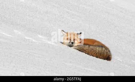 Sleeping Red Fox (Vulpes vulpes), Yellowstone National Park, Wyoming ...