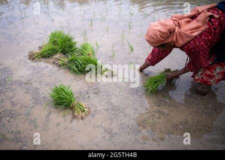 A Nepalese farmer plants paddy during Asar Pandra or national paddy day ...