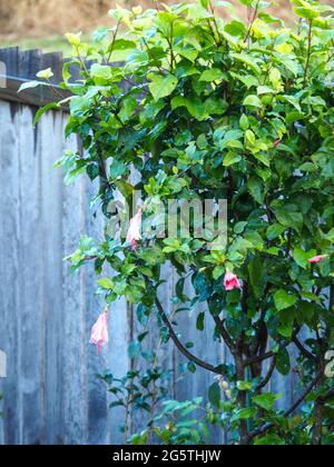 Hibiscus flower drooping from the weight of the rain Stock Photo - Alamy