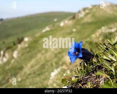 Clusius Enzian auf der Krete des Chasseral am 27.05.20 Stock Photo - Alamy