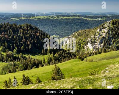 Clusius Enzian auf der Krete des Chasseral am 27.05.20 Stock Photo - Alamy