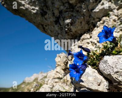 Clusius Enzian auf der Krete des Chasseral am 27.05.20 Stock Photo - Alamy