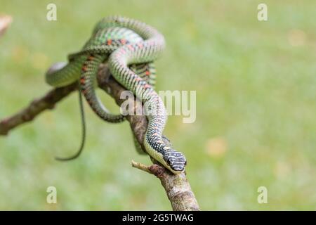 Beautiful Paradise Flying Snake Stock Photo - Alamy