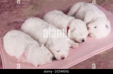 Four small two weeks age old cute white Samoyed puppies dogs Stock ...