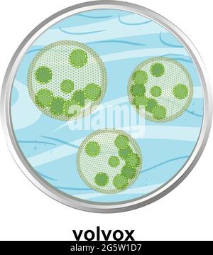 Microscope with anatomy structure of Volvox on white background ...