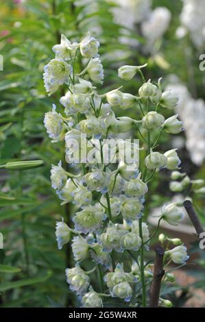 Double-flowered white larkspur (Delphinium) Moonlight blooms in a garden in July Stock Photo - Alamy