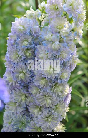 Double-flowered white larkspur (Delphinium) Moonlight blooms in a garden in July Stock Photo - Alamy