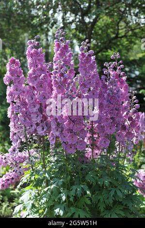 Purple Delphinium Flower in Garden Stock Photo - Alamy
