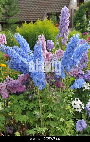 Purple Lilac pink flower petal bud. Syringa Flowers spring nature ...