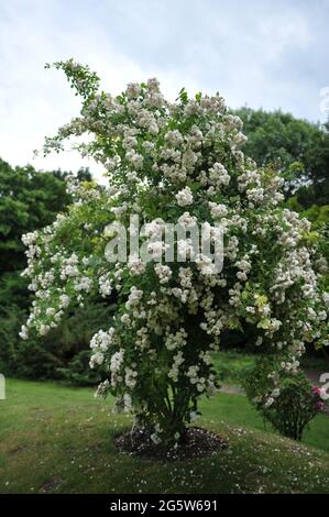 White climbing Hybrid Multiflora rose (Rosa) Gruss an Zabern blooms in ...