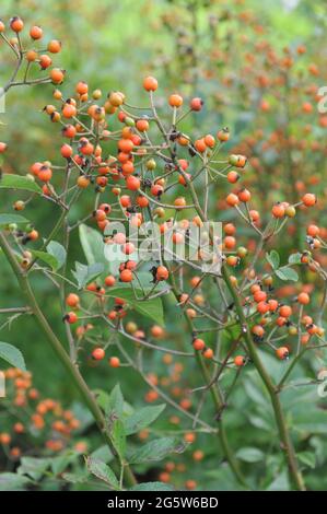 Red rose-hips macro in winter Stock Photo - Alamy