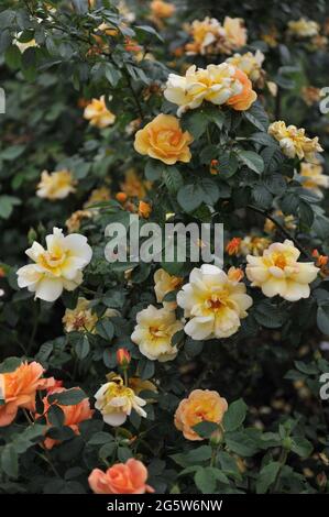 Orange-yellow climbing rose (Rosa) Maigold blooms in a garden in May ...