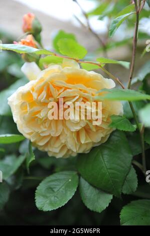 ROSA MALVERN HILLS DAVID AUSTIN NEW ENGLISH ROSE Stock Photo - Alamy