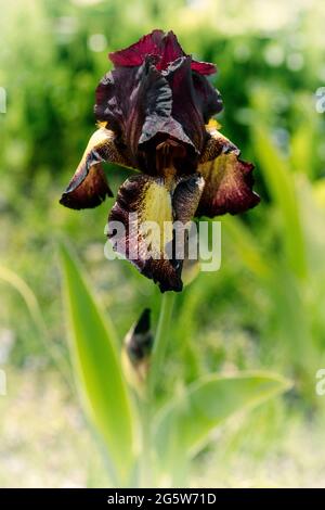 Striking Iris Provencal flower in close up in a natural garden setting ...