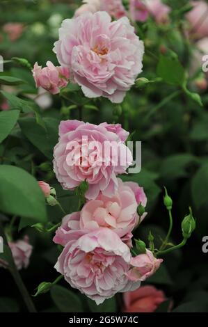 Pink climbing rose (Rosa) Mortimer Sackler blooms on an exhibition in ...